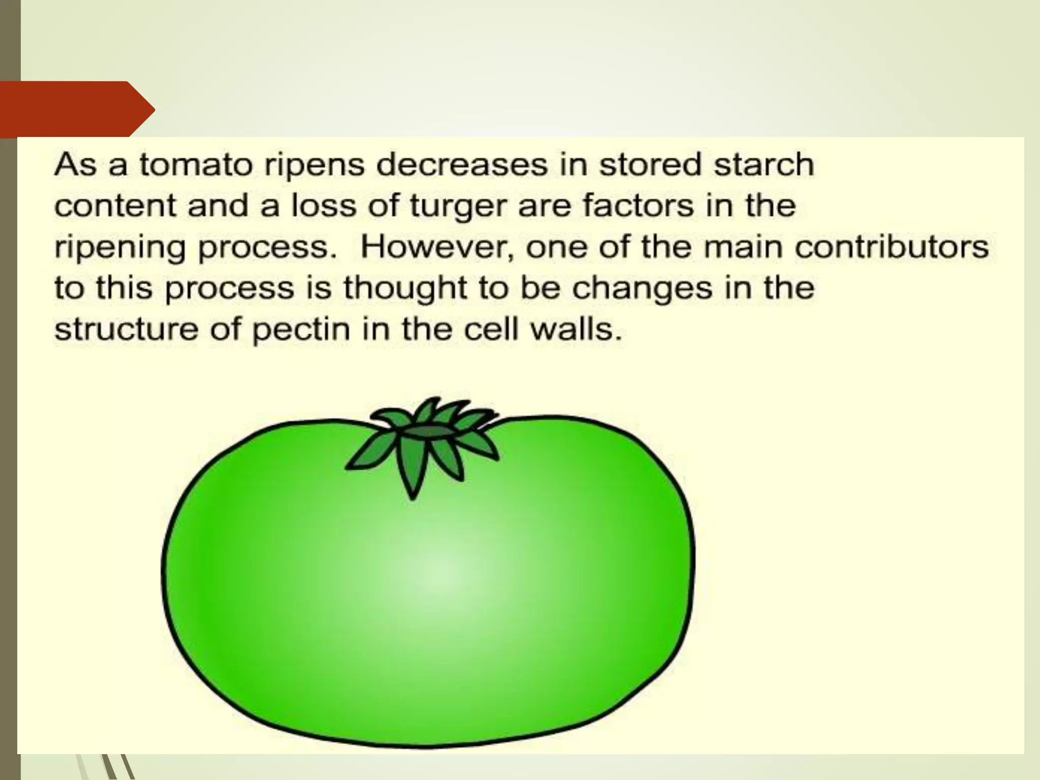 FLAVR SAVR tomato.pptx