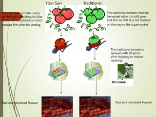 FLAVR SAVR tomato.pptx