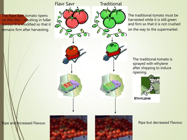 FLAVR SAVR tomato.pptx
