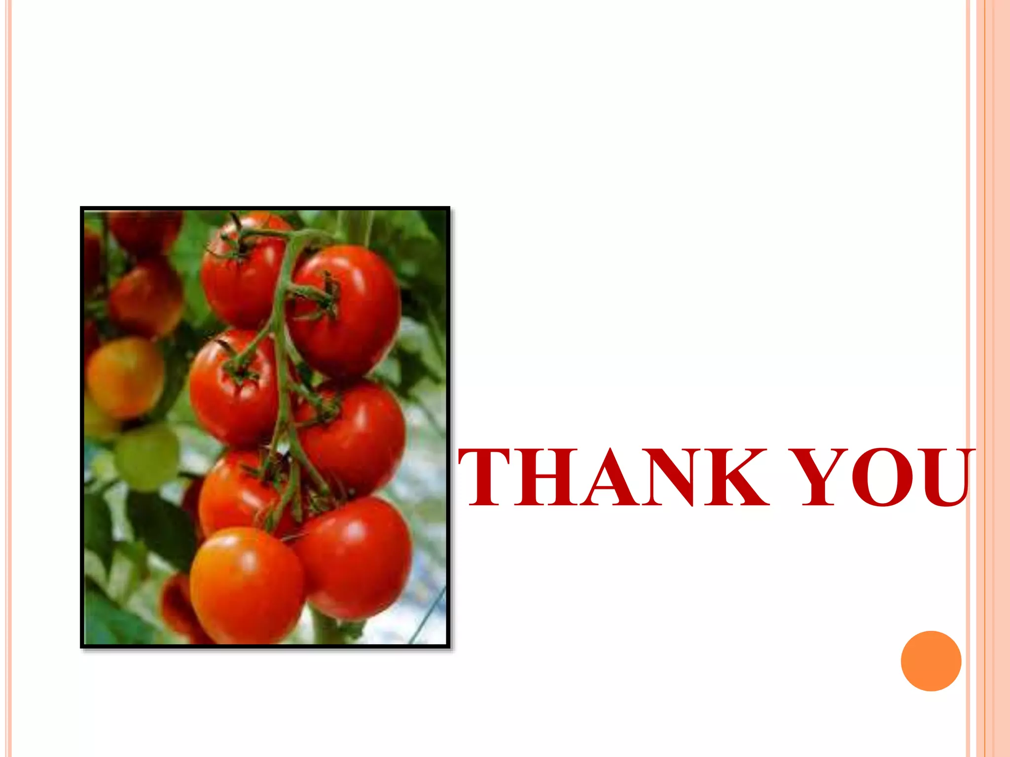 Flavr savr tomato.ppt