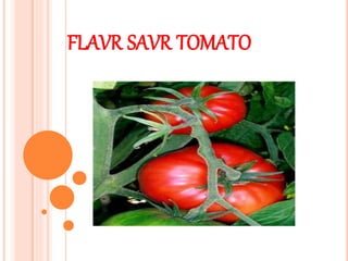 Flavr savr tomato.ppt