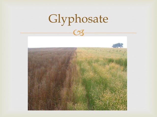 Flax fiber production | PPT