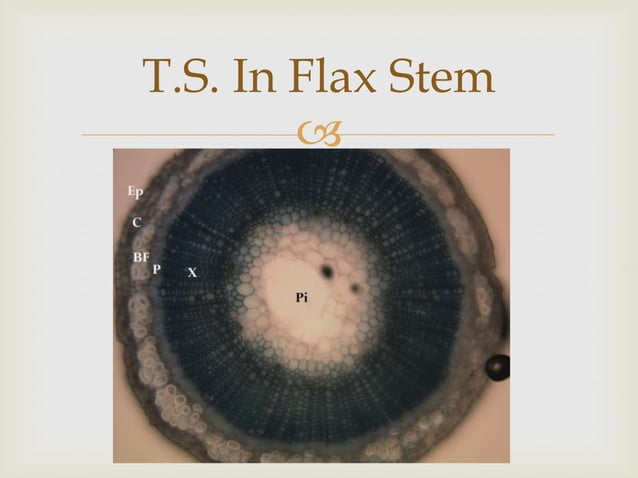 Flax fiber production | PPT