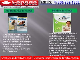 Flea and Tick Control for Dogs and Cats | PPTX