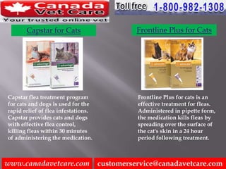 Flea and Tick Control for Dogs and Cats | PPTX