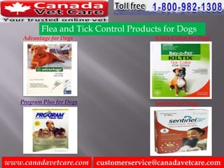 Flea and Tick Control for Dogs and Cats | PPTX