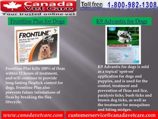 Flea and Tick Control for Dogs and Cats | PPTX