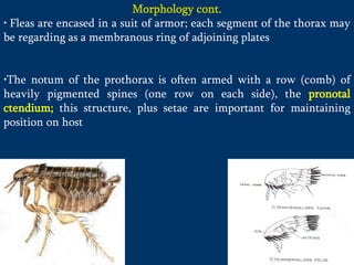 Flea lecture | PPT