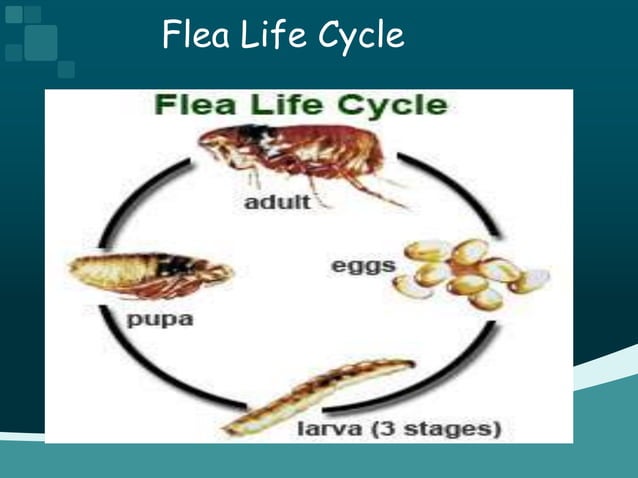 Flea life cycle | PPTX