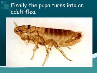 Flea life cycle | PPTX