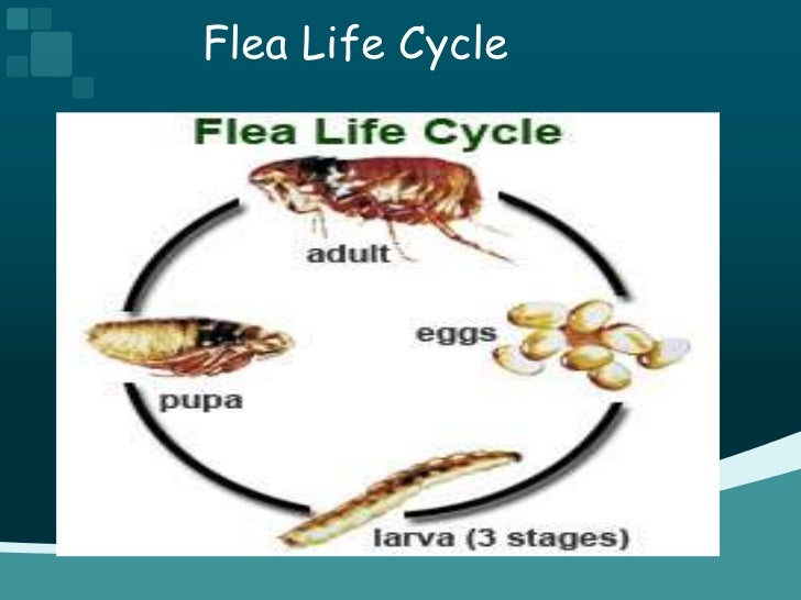 Flea Life Cycle
