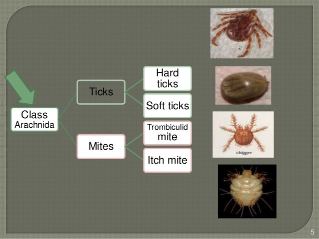 Flea, louse, mites & ticks