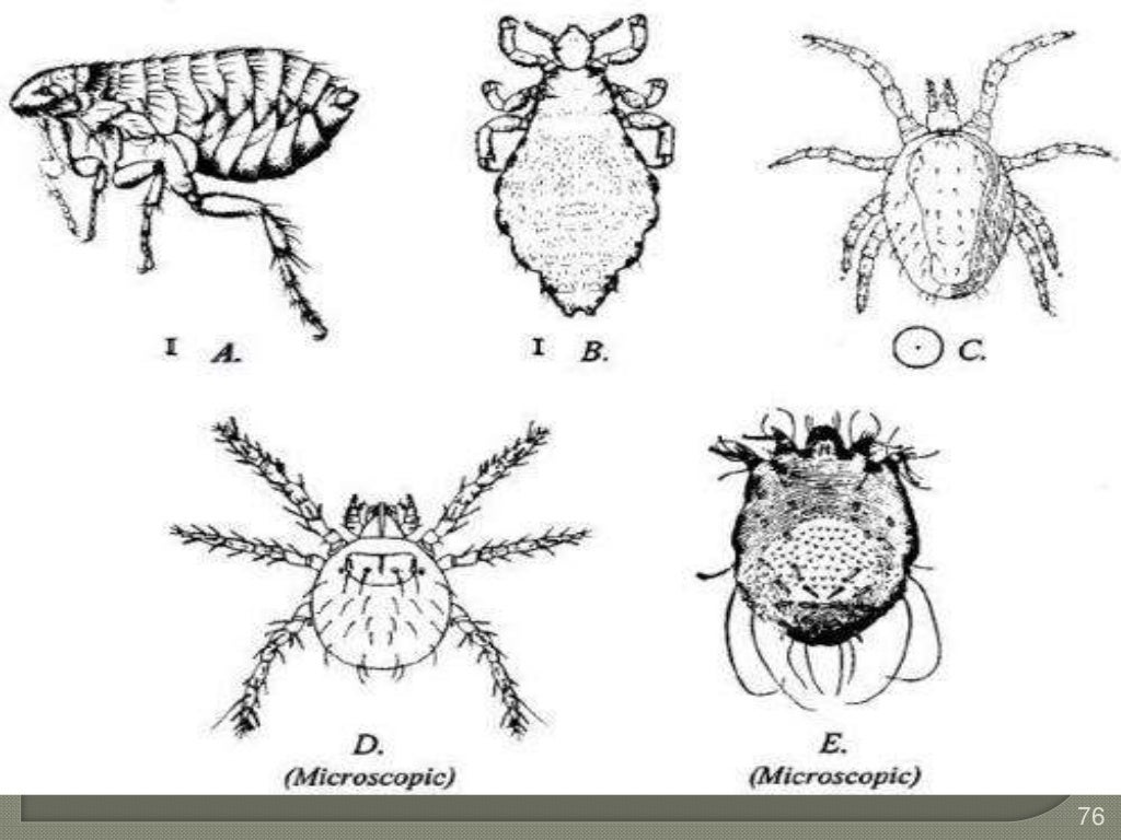 Flea, louse, mites & ticks