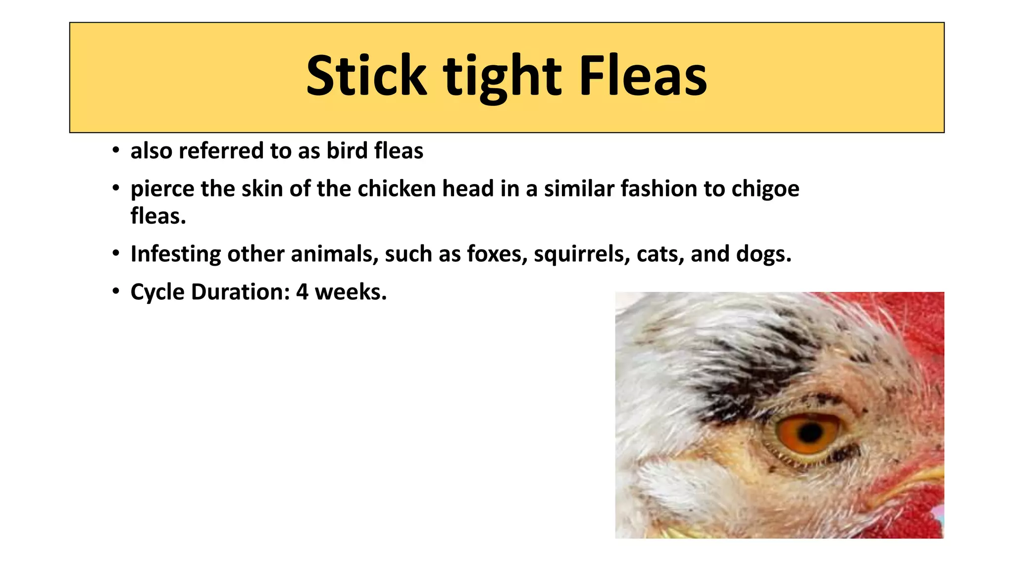 Fleas.pptx