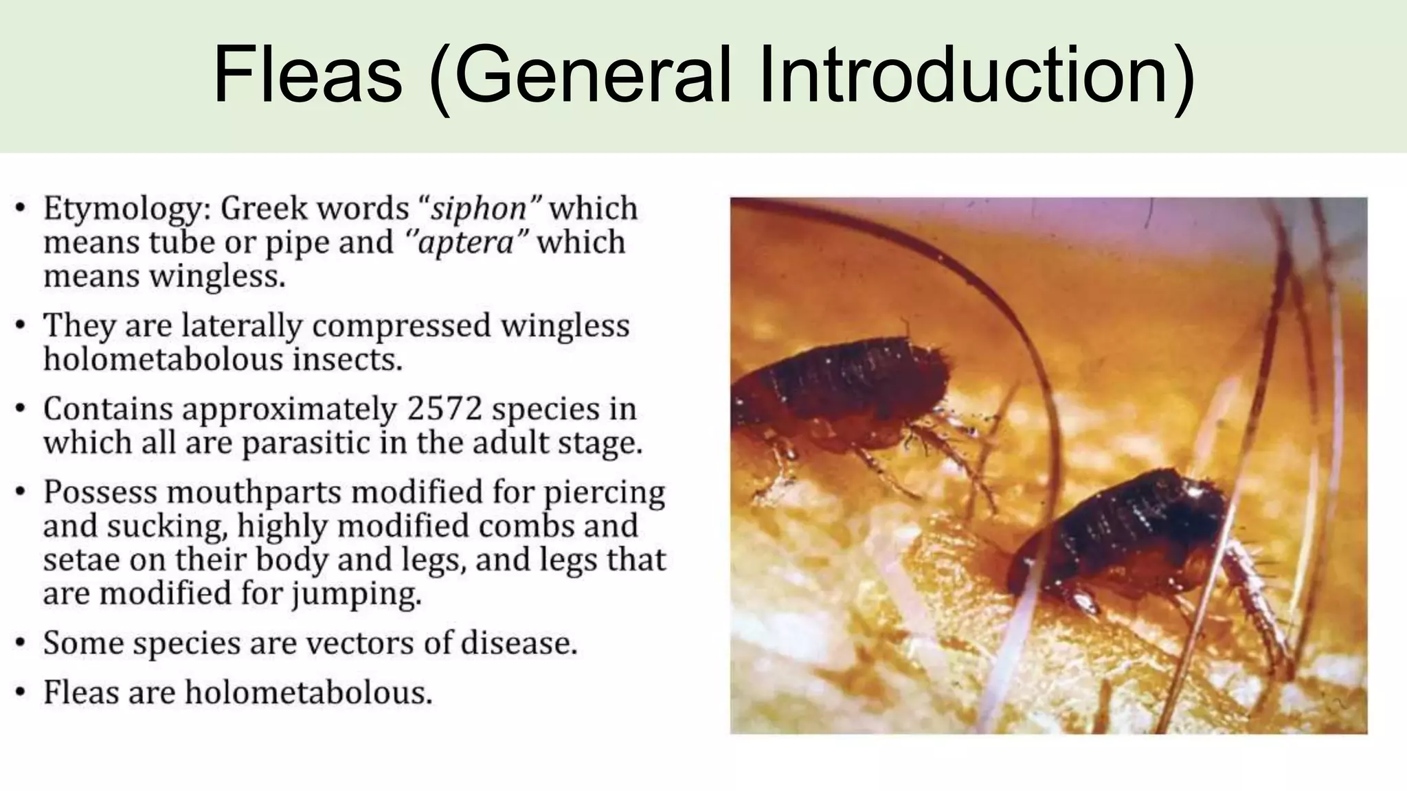 Fleas.pptx