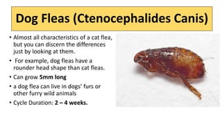 Fleas.pptx