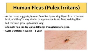 Fleas.pptx
