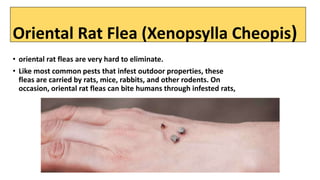 Fleas.pptx