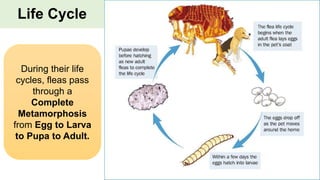 Fleas.pptx