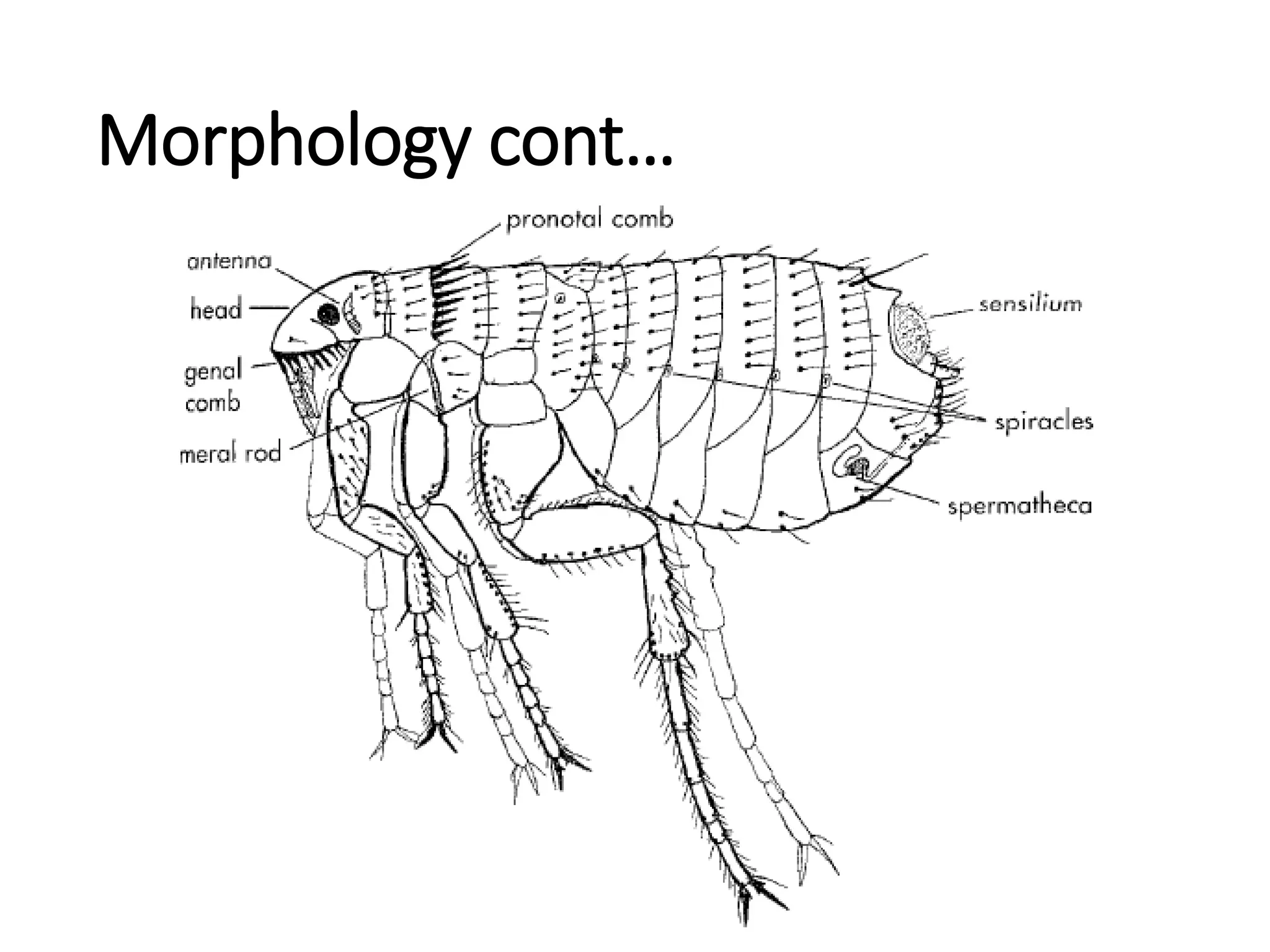 PRESENTATION ON FLEAS MORPHOLOGY, EPIDEMIOLOGY AND MEDICAL IMPORTANCE ...