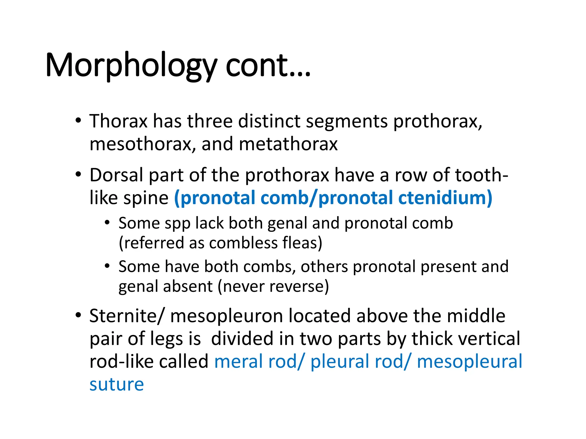 PRESENTATION ON FLEAS MORPHOLOGY, EPIDEMIOLOGY AND MEDICAL IMPORTANCE ...
