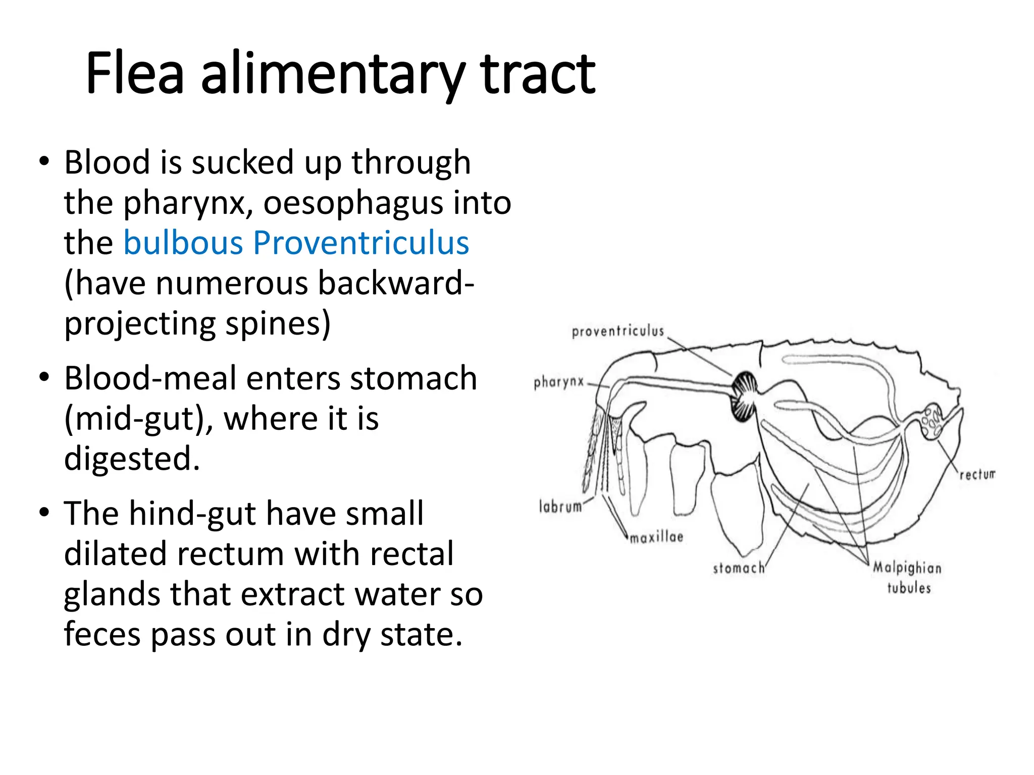 PRESENTATION ON FLEAS MORPHOLOGY, EPIDEMIOLOGY AND MEDICAL IMPORTANCE ...