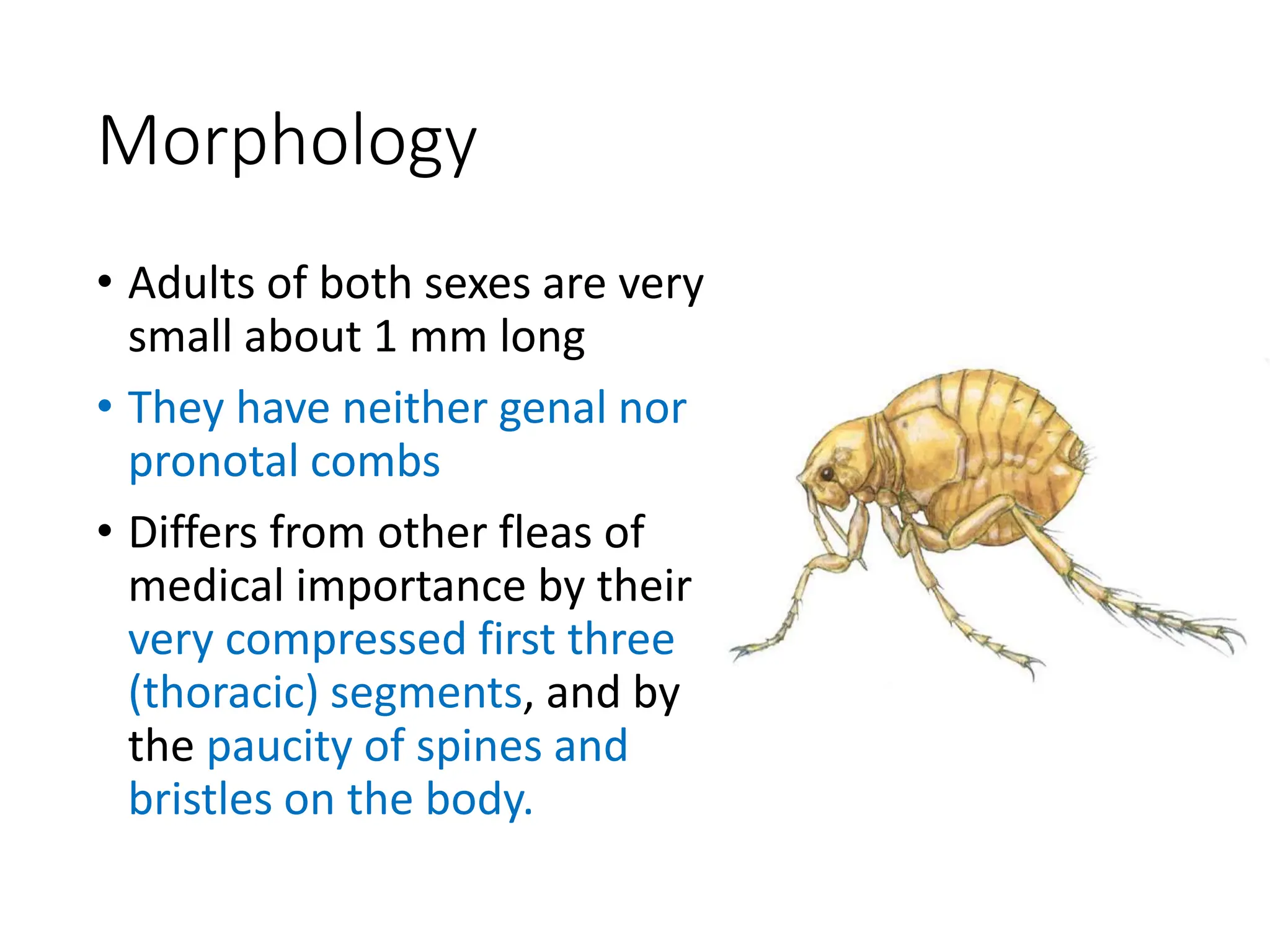 PRESENTATION ON FLEAS MORPHOLOGY, EPIDEMIOLOGY AND MEDICAL IMPORTANCE ...