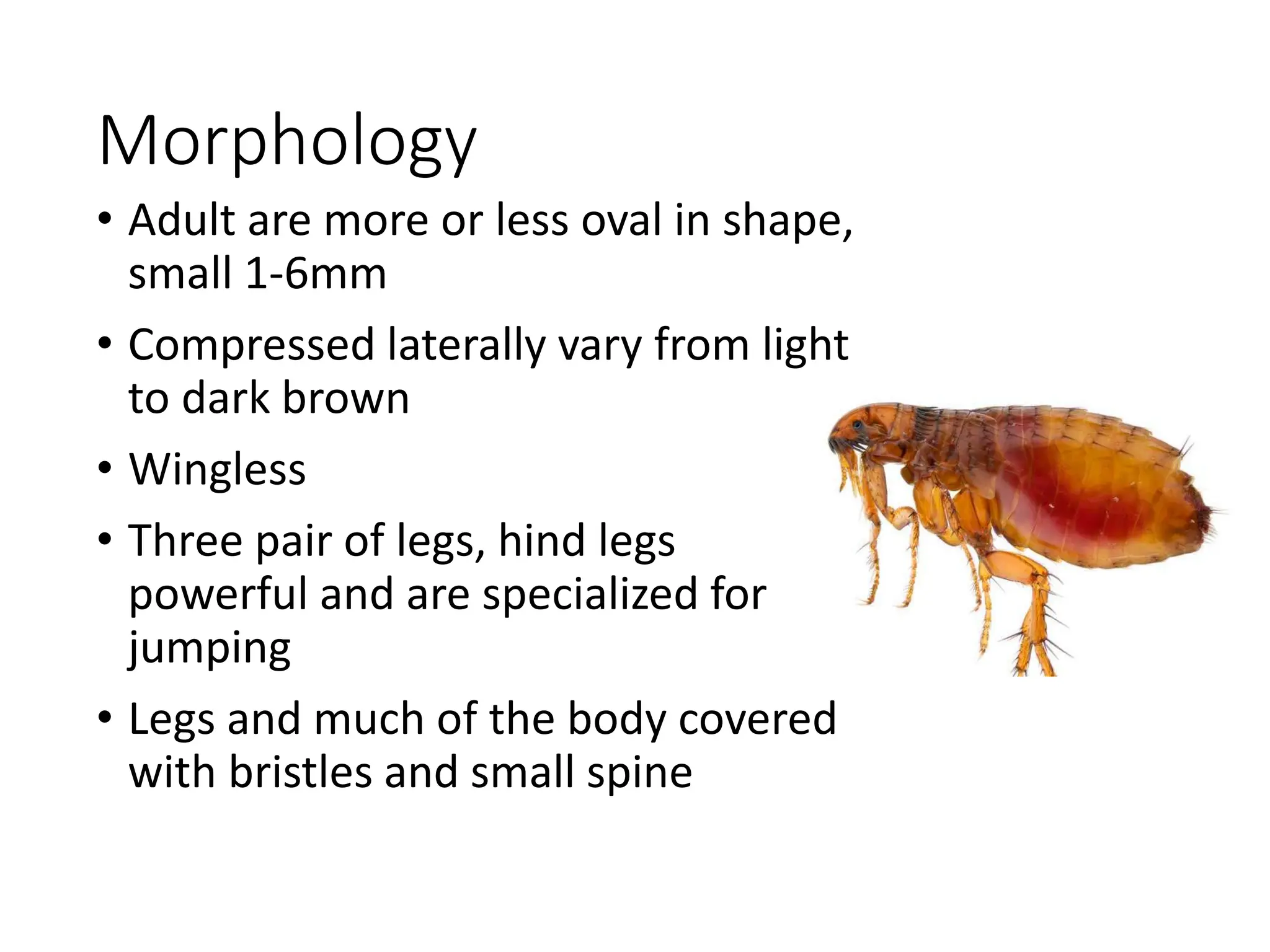PRESENTATION ON FLEAS MORPHOLOGY, EPIDEMIOLOGY AND MEDICAL IMPORTANCE ...