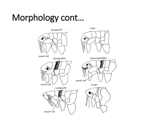 PRESENTATION ON FLEAS MORPHOLOGY, EPIDEMIOLOGY AND MEDICAL IMPORTANCE ...