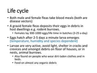 PRESENTATION ON FLEAS MORPHOLOGY, EPIDEMIOLOGY AND MEDICAL IMPORTANCE ...
