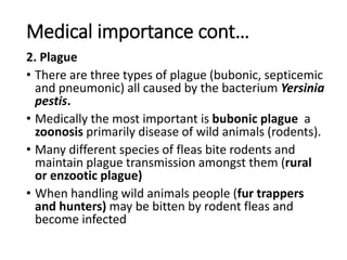 PRESENTATION ON FLEAS MORPHOLOGY, EPIDEMIOLOGY AND MEDICAL IMPORTANCE ...