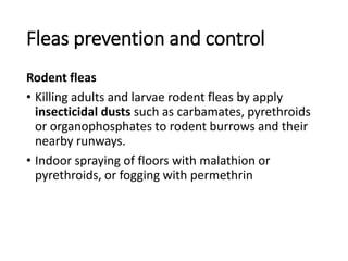 PRESENTATION ON FLEAS MORPHOLOGY, EPIDEMIOLOGY AND MEDICAL IMPORTANCE ...