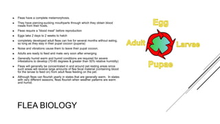Fleas and Their Biology.pptx