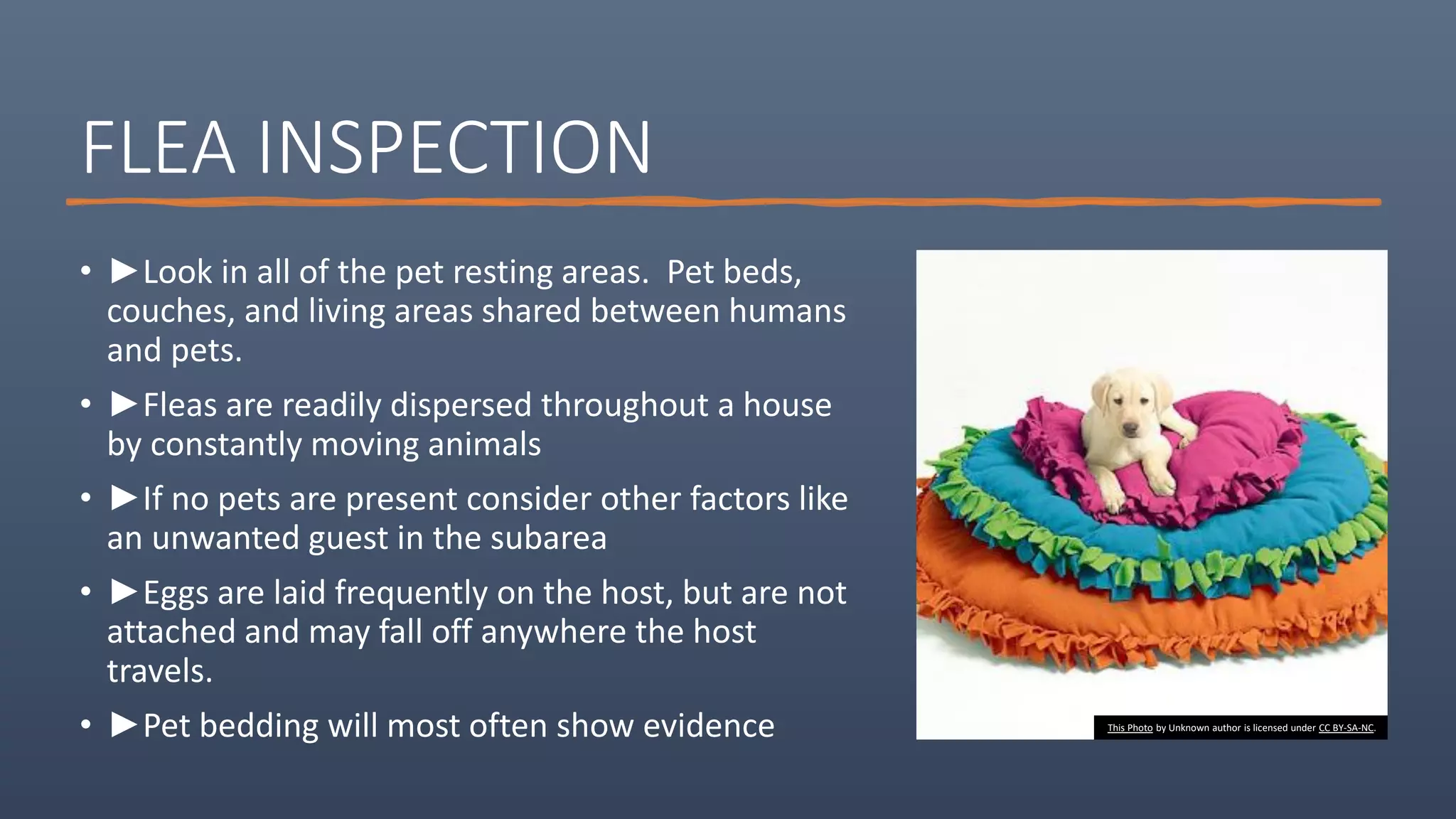 Fleas and Their Biology.pdf