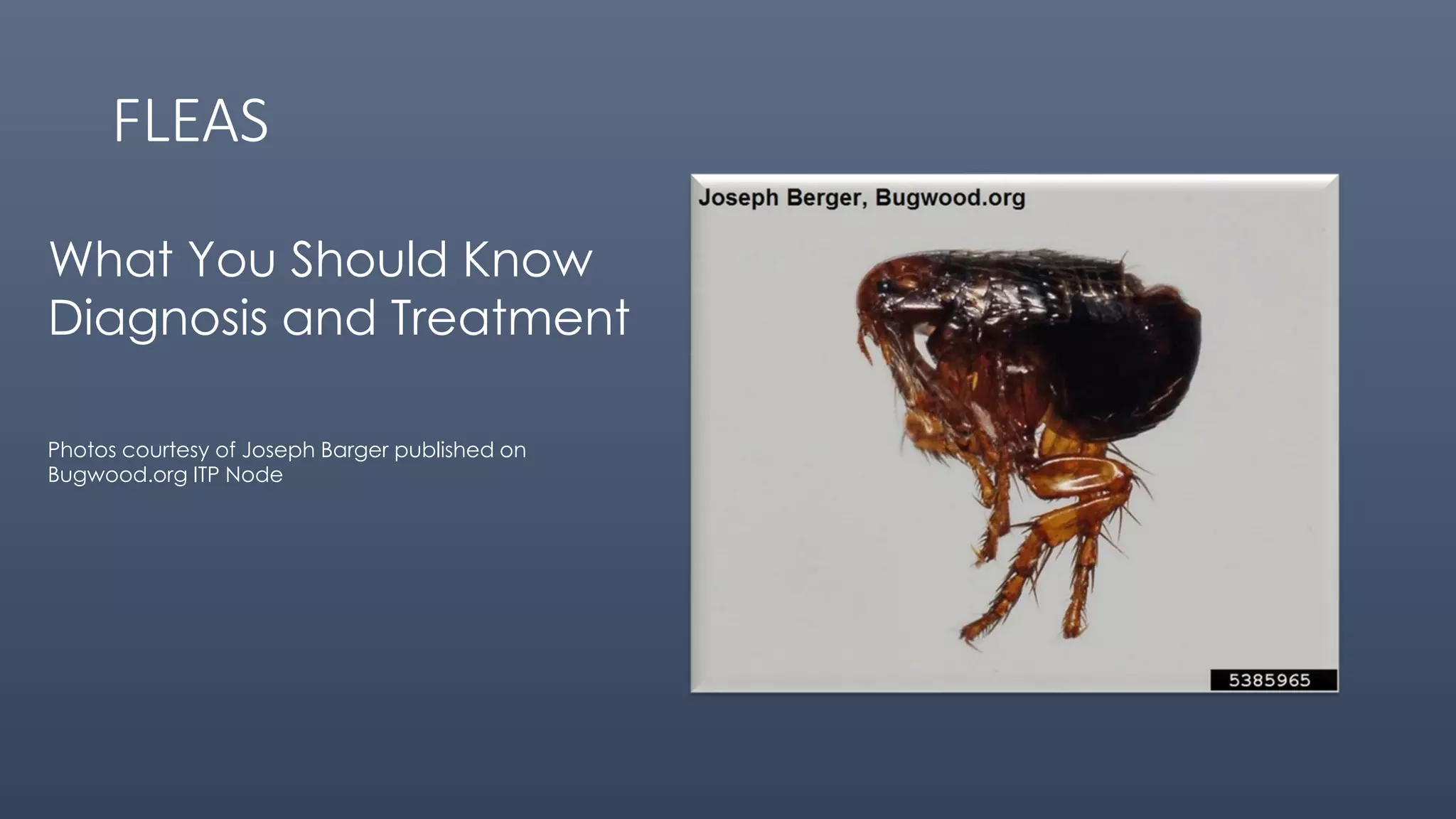 Fleas and Their Biology.pdf