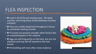 Fleas and Their Biology.pdf