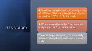 Fleas and Their Biology.pdf