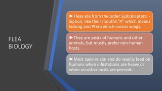 Fleas and Their Biology.pdf