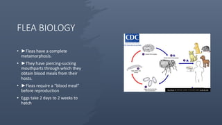 Fleas and Their Biology.pdf