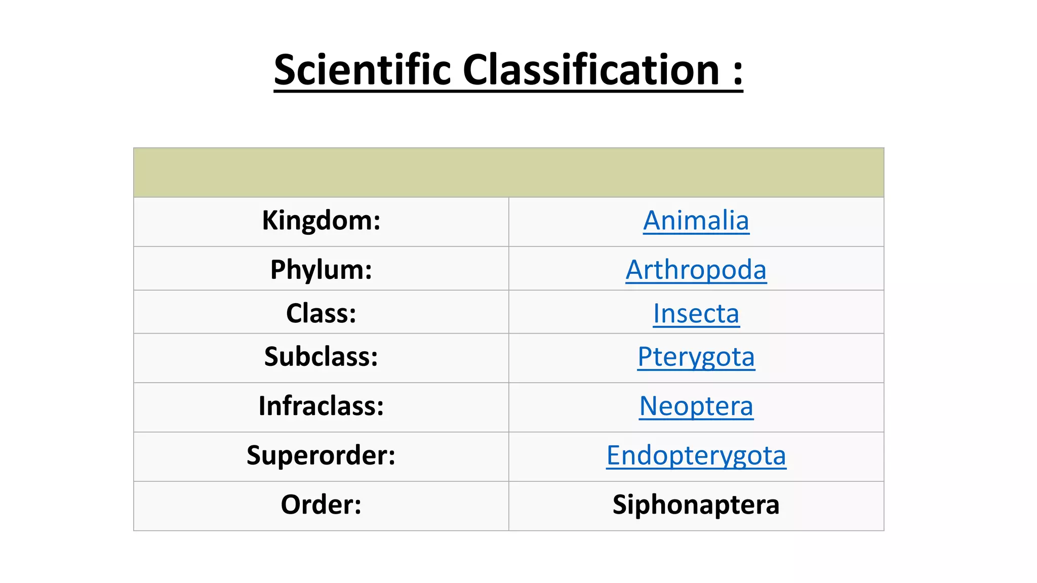 Fleas by jalees mirza | PPTX