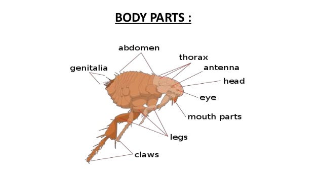 Fleas by jalees mirza