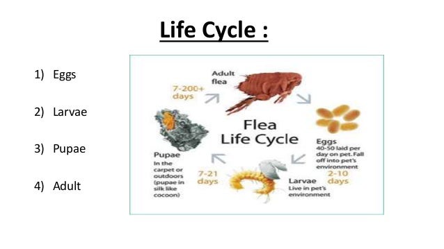 Siphonaptera Life Cycle Documenting The Microbiome Diversity And