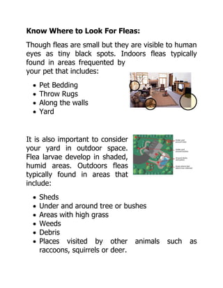 Fleas in Pets | PDF