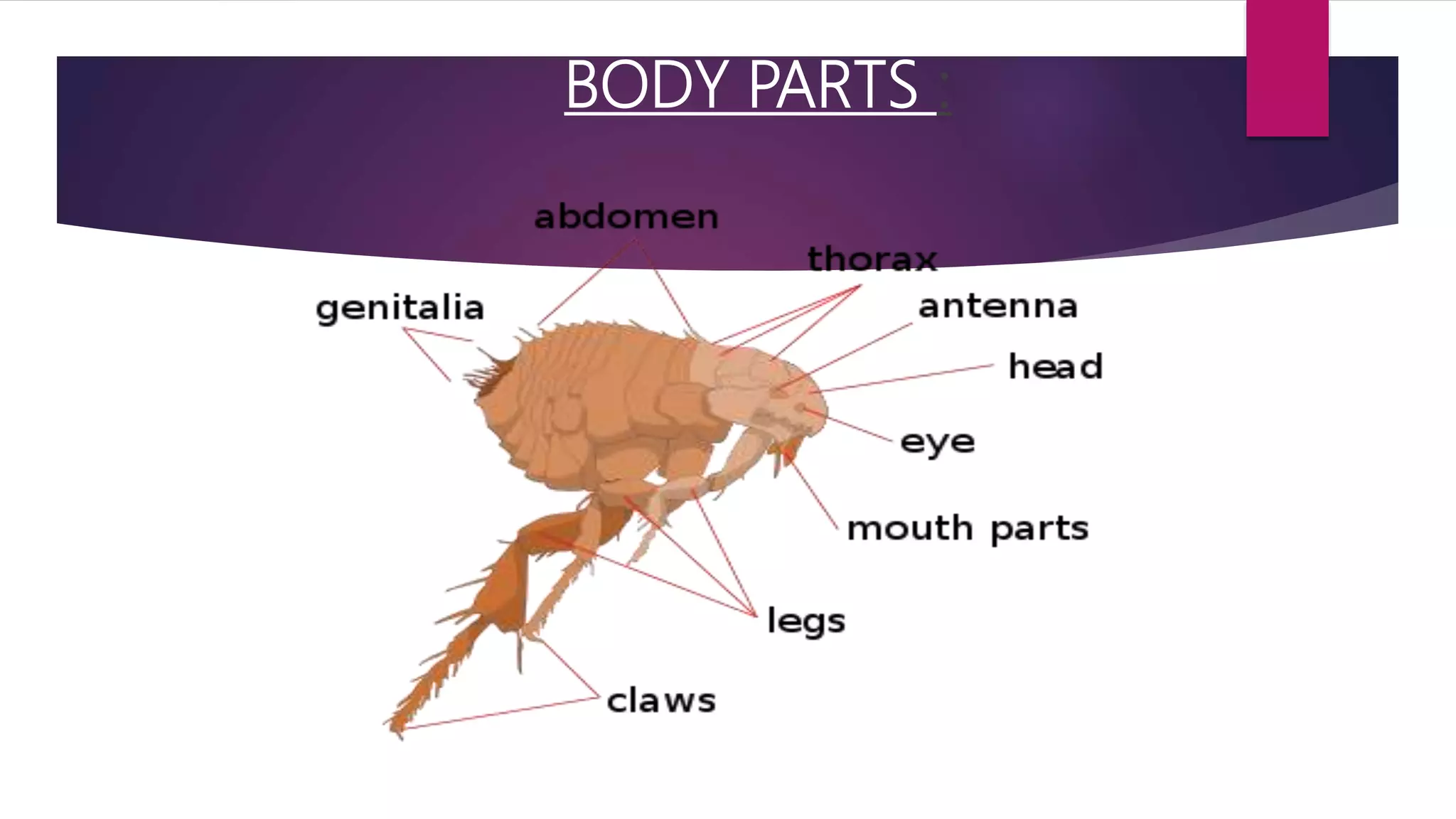 medically important fleas | PPT