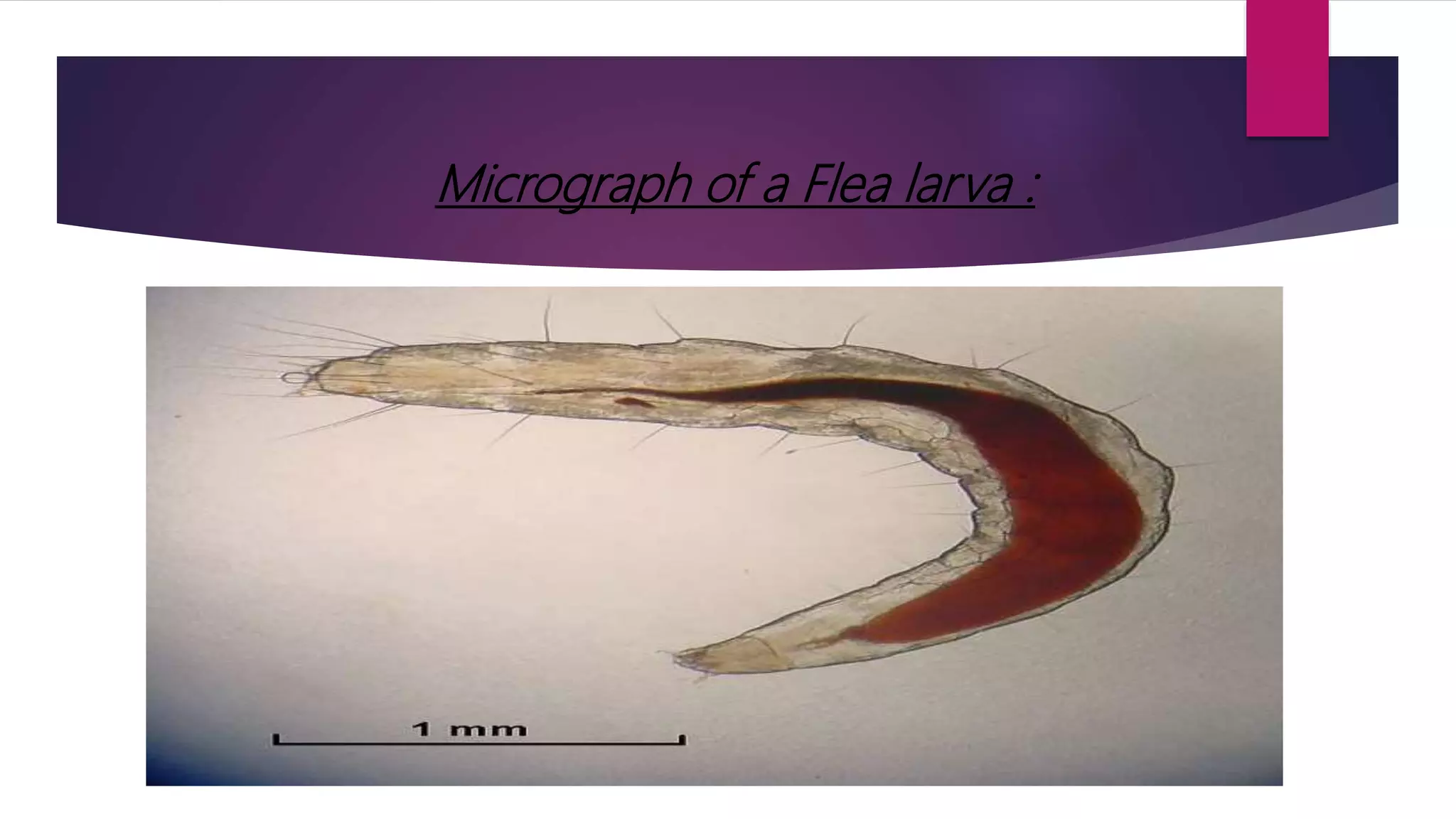 medically important fleas | PPT
