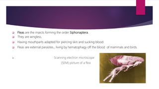 medically important fleas | PPTX