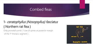 medically important fleas | PPTX
