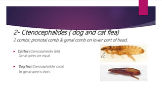 medically important fleas | PPT