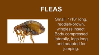 Flea training | PPT