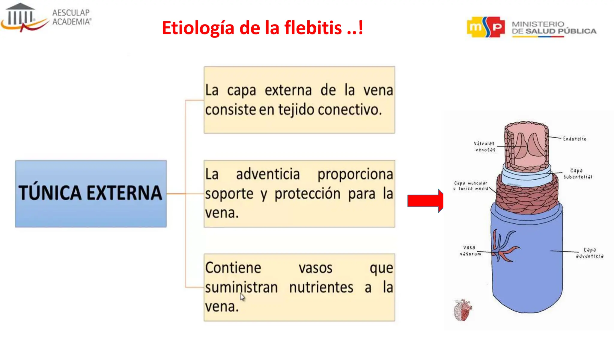 Flebitis QUIMICA, la seguridad en la terapia de infusion HOSPITAL Monte ...